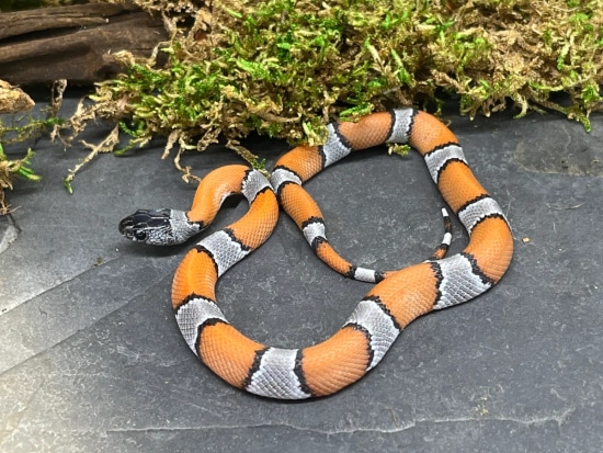 Langtry Gray Banded Kingsnake Gray-Banded Kingsnake by Predators ...