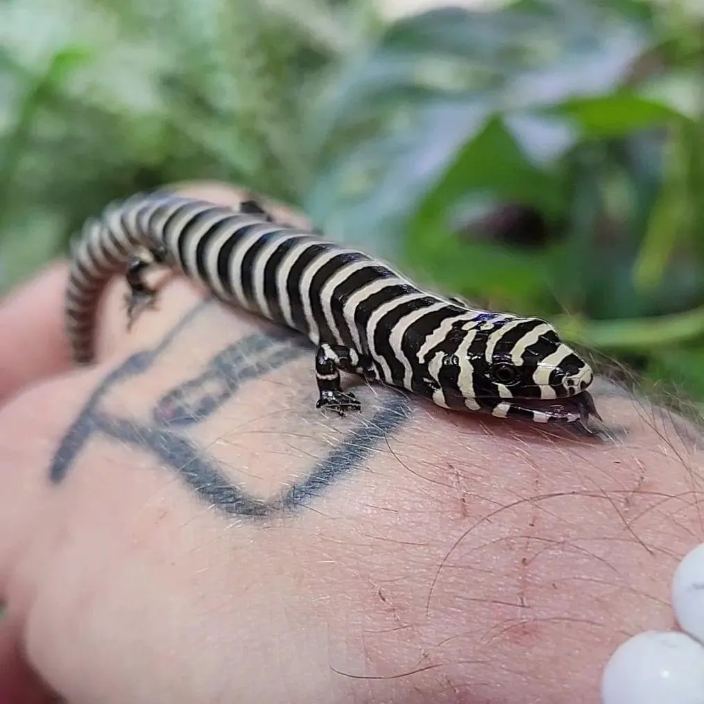 Brazilian Galliwasp Other Lizard by Predators Reptile Center - MorphMarket