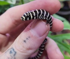 Brazilian Galliwasp Other Lizard by Predators Reptile Center - MorphMarket