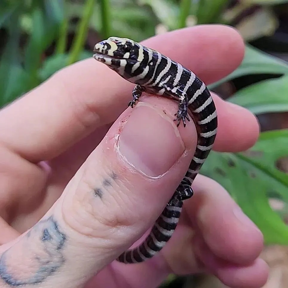Brazilian Galliwasp Other Lizard by Predators Reptile Center - MorphMarket