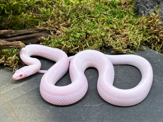 Blizzard Sonoran Gopher Gopher Snake by Predators Reptile Center