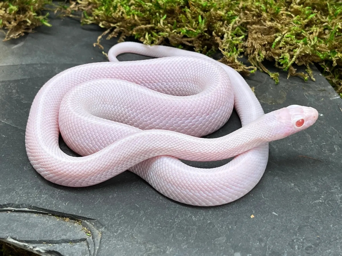 Blizzard Sonoran Gopher Gopher Snake by Predators Reptile Center ...