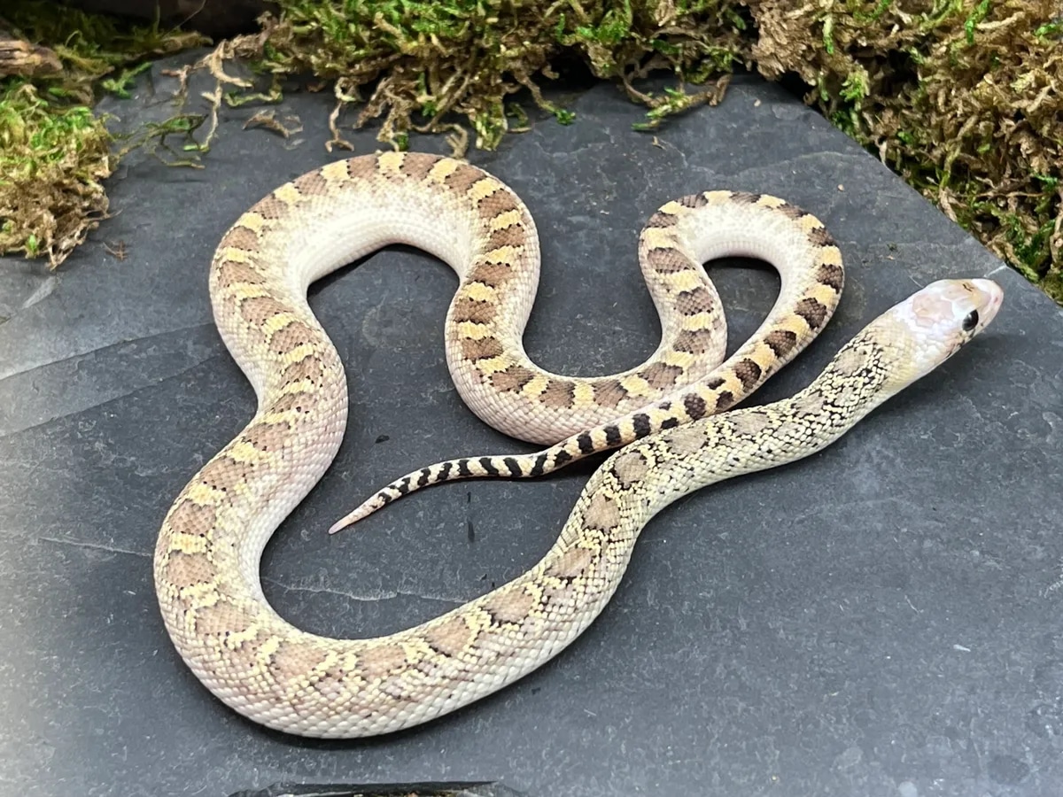 White Sided Bullsnake by Predators Reptile Center - MorphMarket
