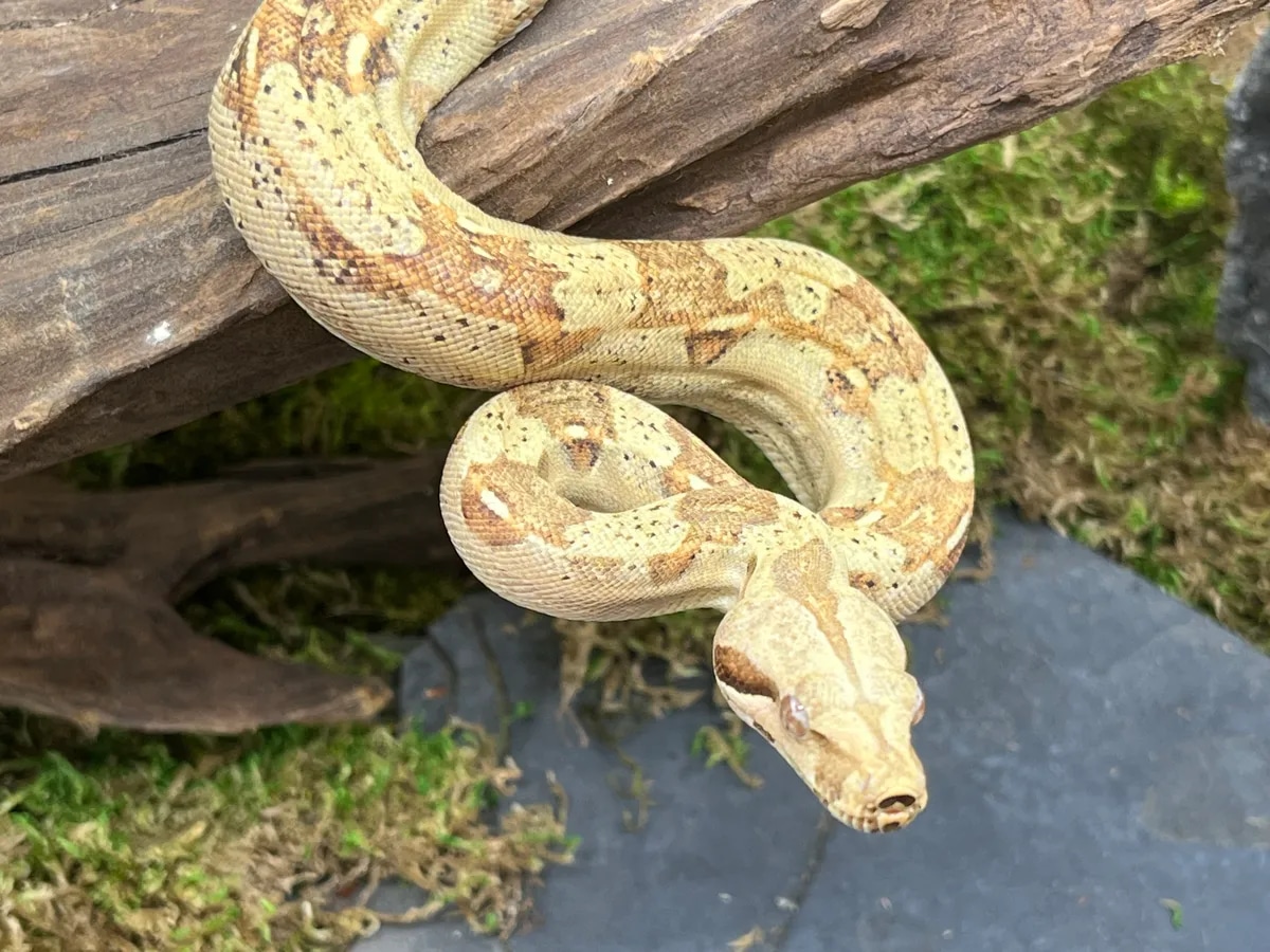 VPI T+ Boa Boa Constrictor by Predators Reptile Center - MorphMarket