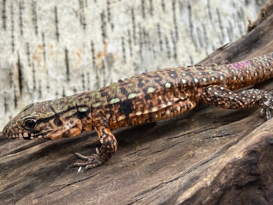 Fire Ice Tegu Other Tegus by Predators Reptile Center
