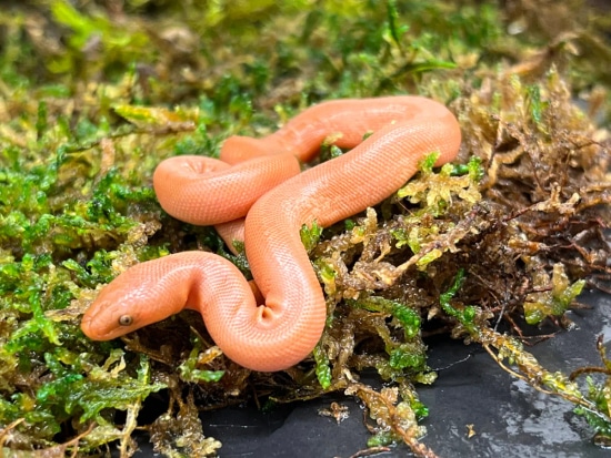 C.B.B Rubber Boa by Predators Reptile Center