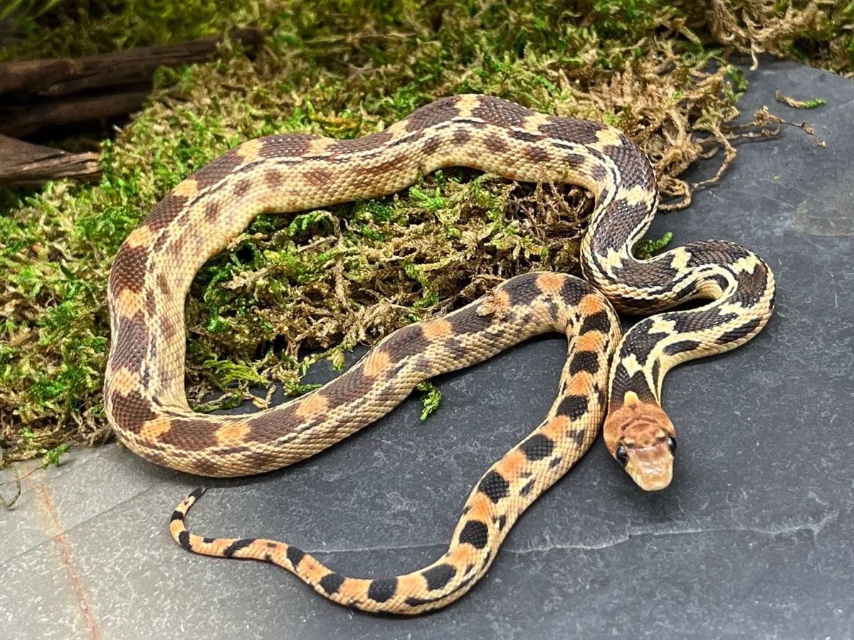 Bimaris Gopher Snake by Predators Reptile Center - MorphMarket
