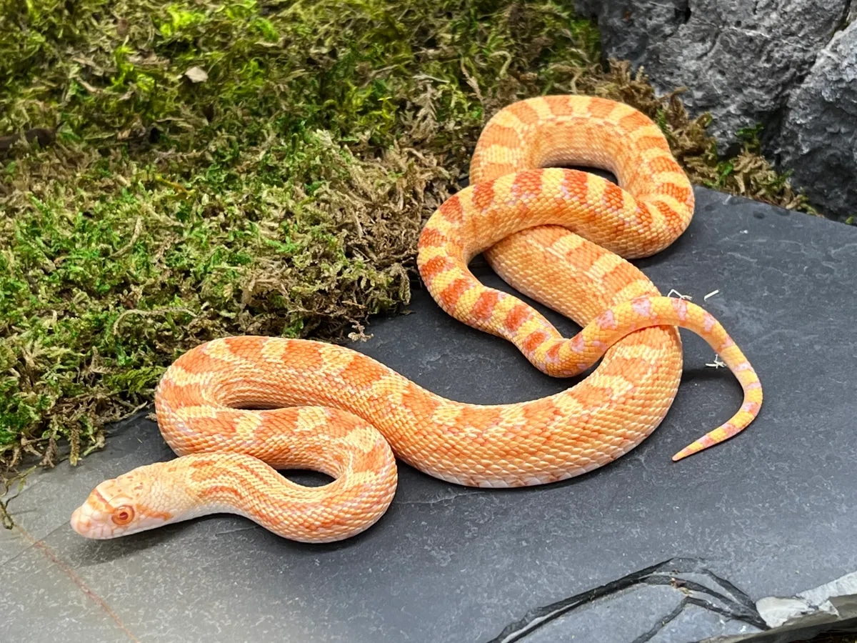 Albino Bullsnake by Predators Reptile Center - MorphMarket