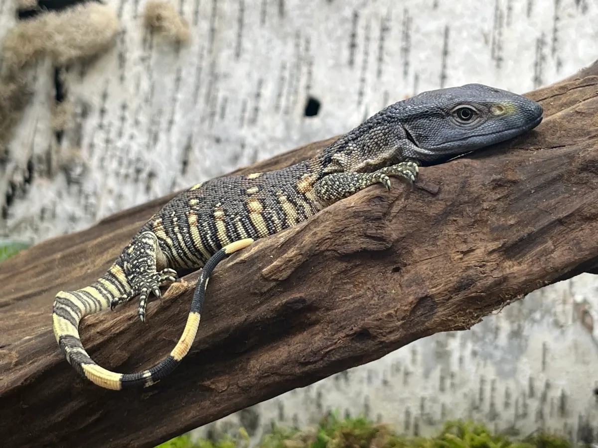 Black Throat Monitor Black-Throated Monitor by Predators Reptile Center ...