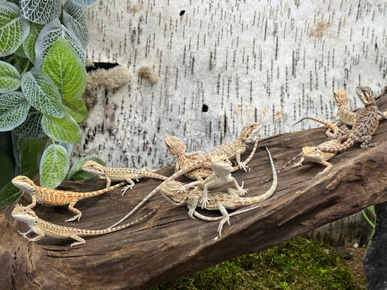 Bearded Dragon 10 Lot Central Bearded Dragon by Predators Reptile Center