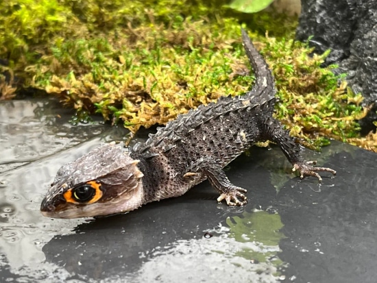 Red-Eyed Crocodile Skink Other Skink by Predators Reptile Center