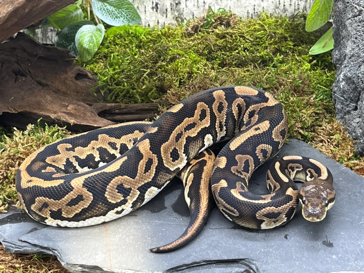 Orange Dream Leopard Cinnamon Het Clown Ball Python by Predators ...