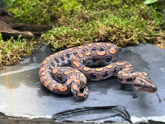 Brazilian Rainbow Boa by Predators Reptile Center