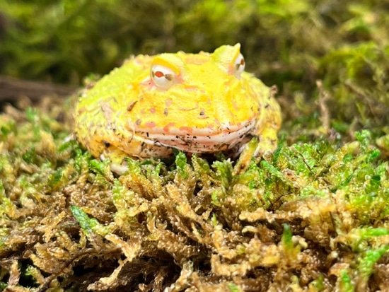 Pikachu Pacman Frog by Predators Reptile Center