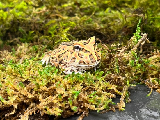 Coffee Pacman Frog by Predators Reptile Center