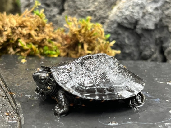 Kwangtung River Turtle More Turtle by Predators Reptile Center