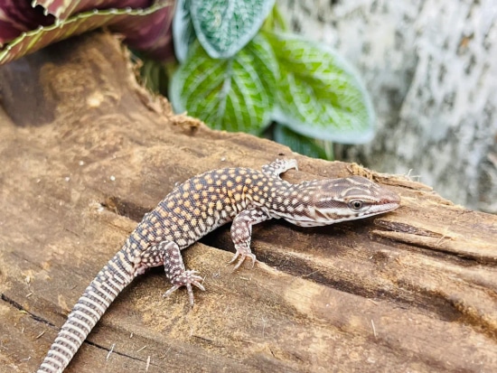 Red Ackie Monitor by Predators Reptile Center