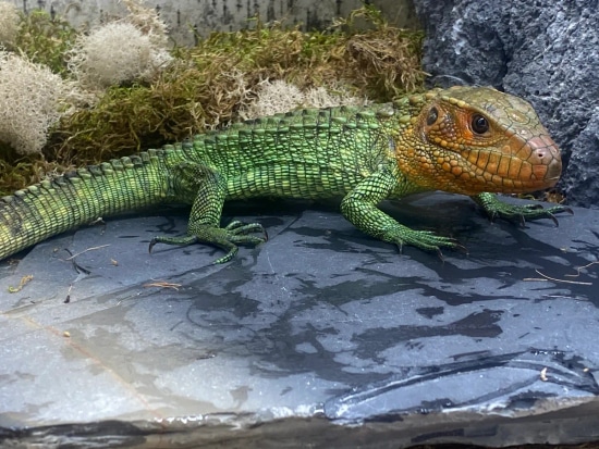 Caiman Lizard More Lizard by Predators Reptile Center