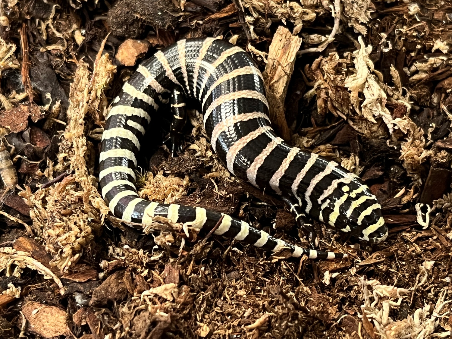 Brazilian Galliwasp More Lizard by Predators Reptile Center - MorphMarket
