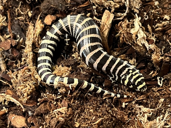 Brazilian Galliwasp More Lizard by Predators Reptile Center