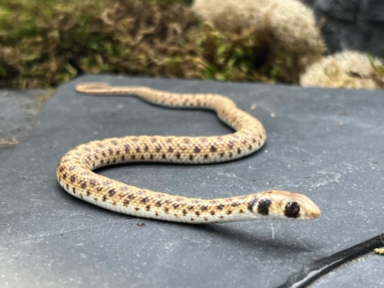 C.B.B Egyptian False Cobra More Colubrid by Predators Reptile Center