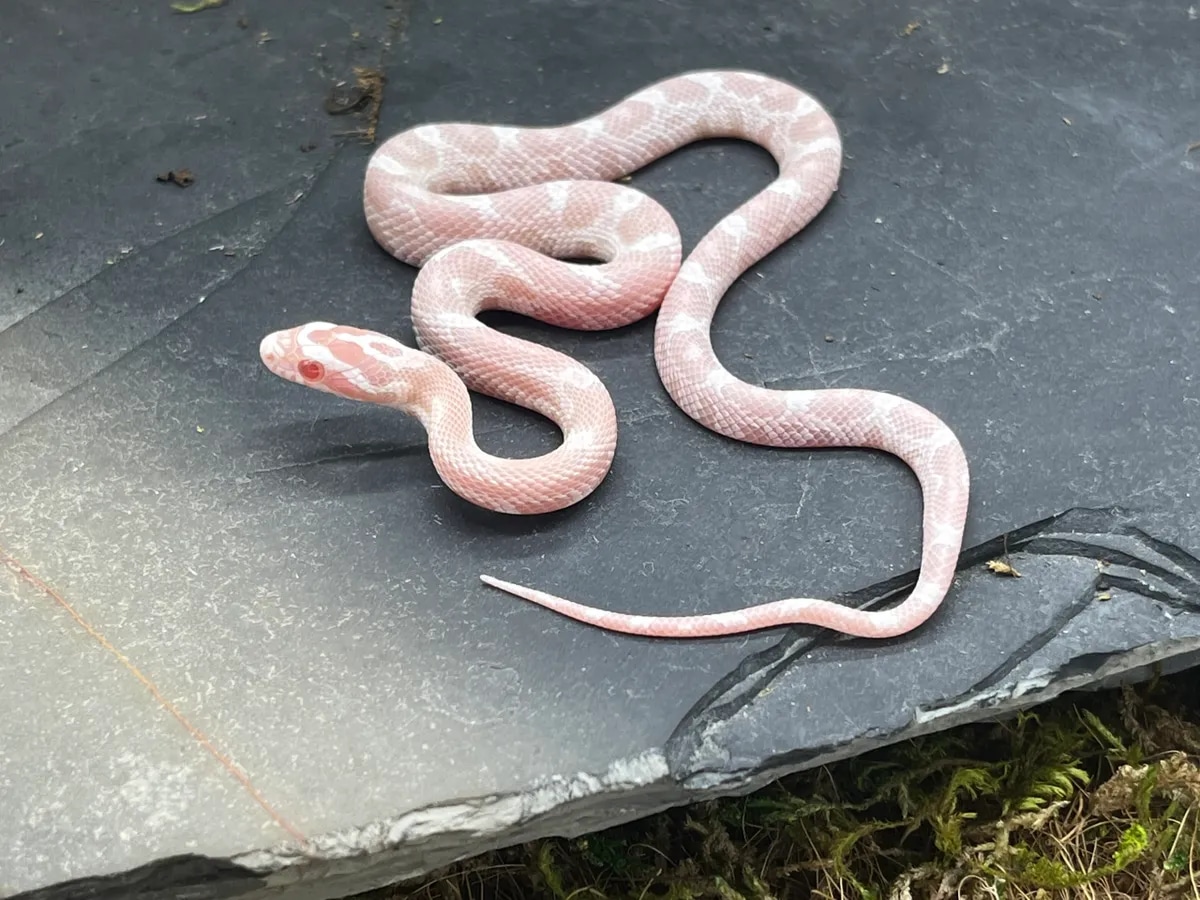 Snow Corn Snake by Predators Reptile Center - MorphMarket