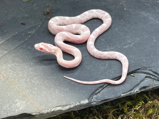Snow Cornsnake Corn Snake by Predators Reptile Center