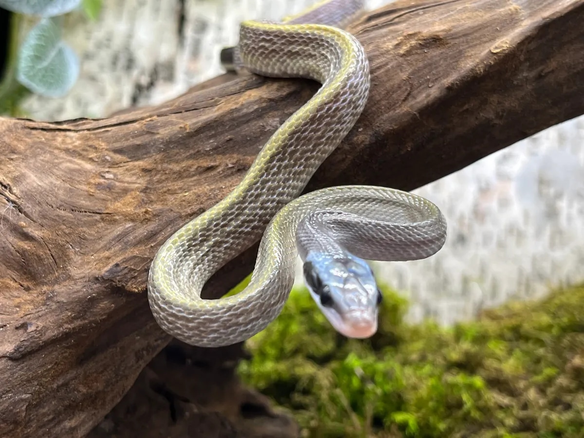 C.B.B Cave Dwelling Beauty Rat Snake by Predators Reptile Center ...