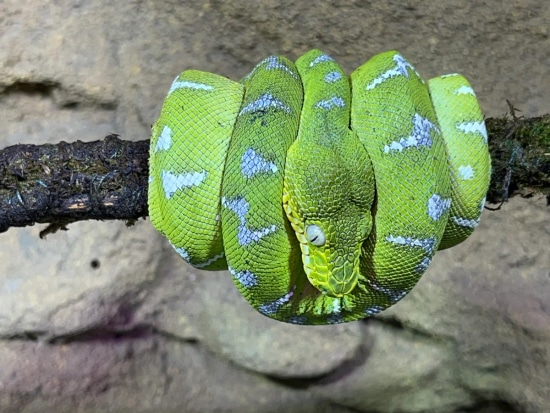C.B.B Emerald Tree Boa Northern Emerald Tree Boa by Predators Reptile ...