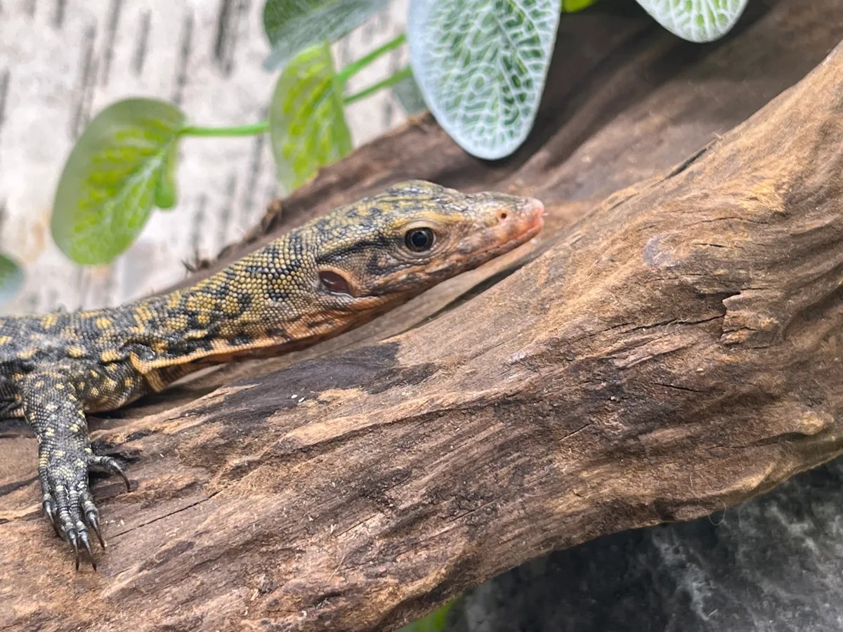 Quince Monitor Other Monitor by Predators Reptile Center - MorphMarket