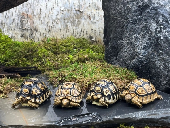 Leopard Tortoise by Predators Reptile Center