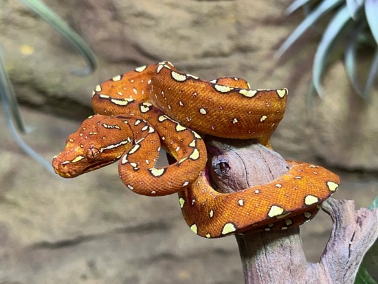 Biak Green Tree Python by Predators Reptile Center