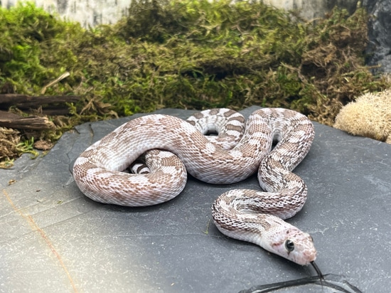 Axanthic Gopher Snake by Predators Reptile Center