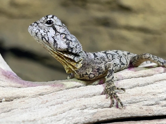 Frilled Dragons More Lizard by Predators Reptile Center