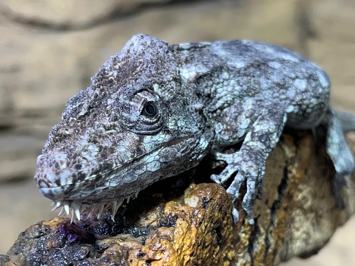 Cuban False Chameleons More Lizard by Predators Reptile Center ...