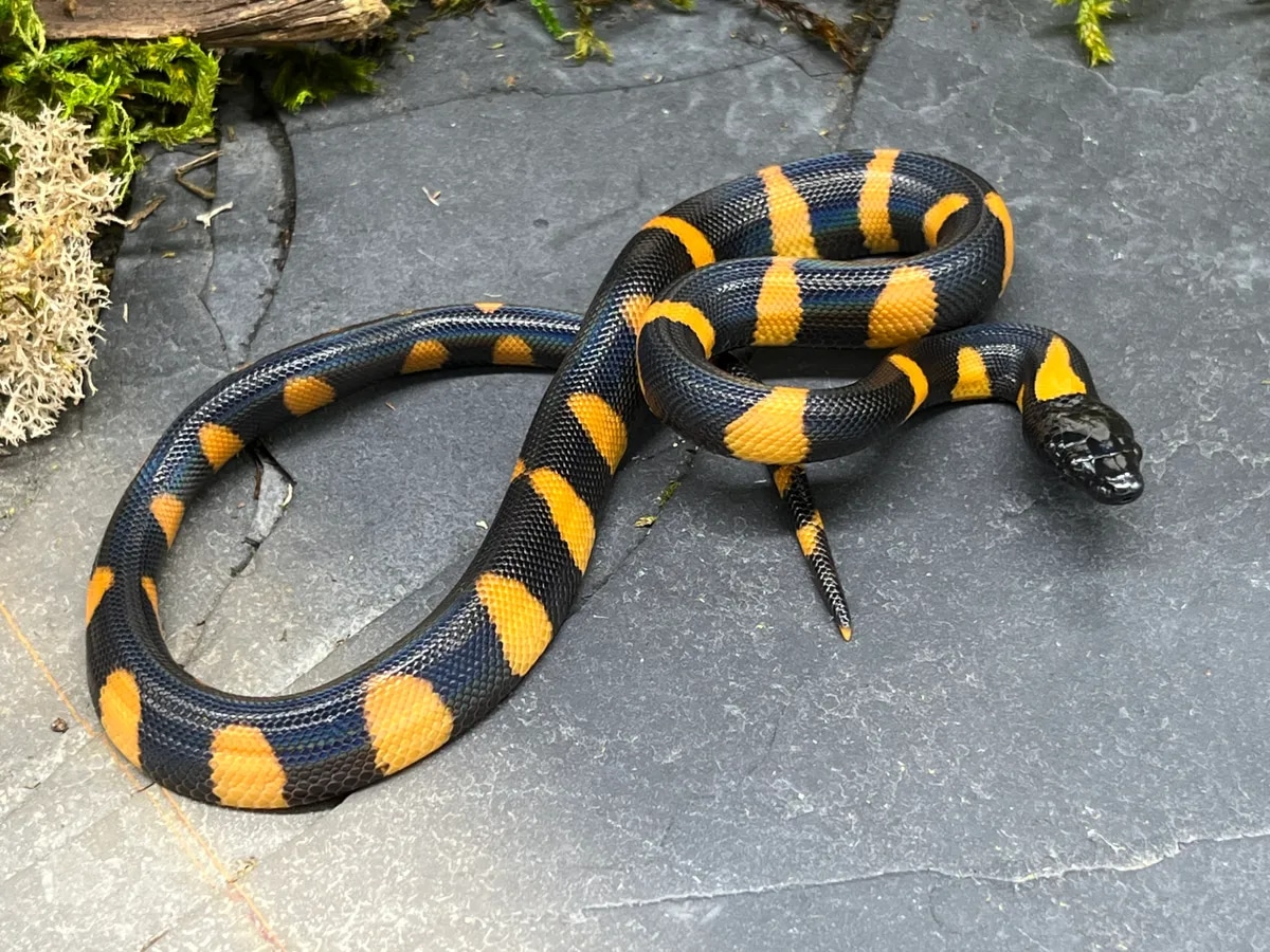 Bismarck Ringed Pythons More Python by Predators Reptile Center ...