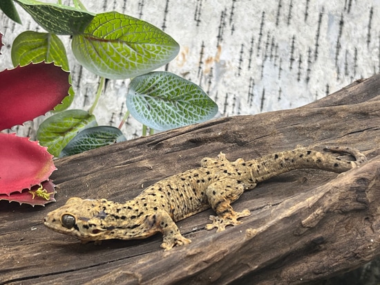 Saint Martin Giant Spotted Gecko Shipped! More Gecko by Predators ...
