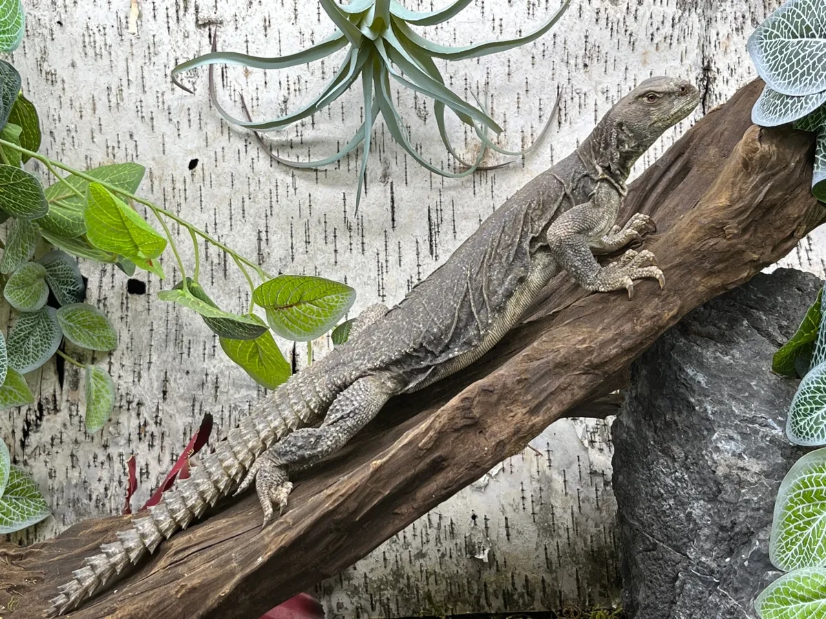 Egyptian Uromastyx More Lizard by Predators Reptile Center - MorphMarket