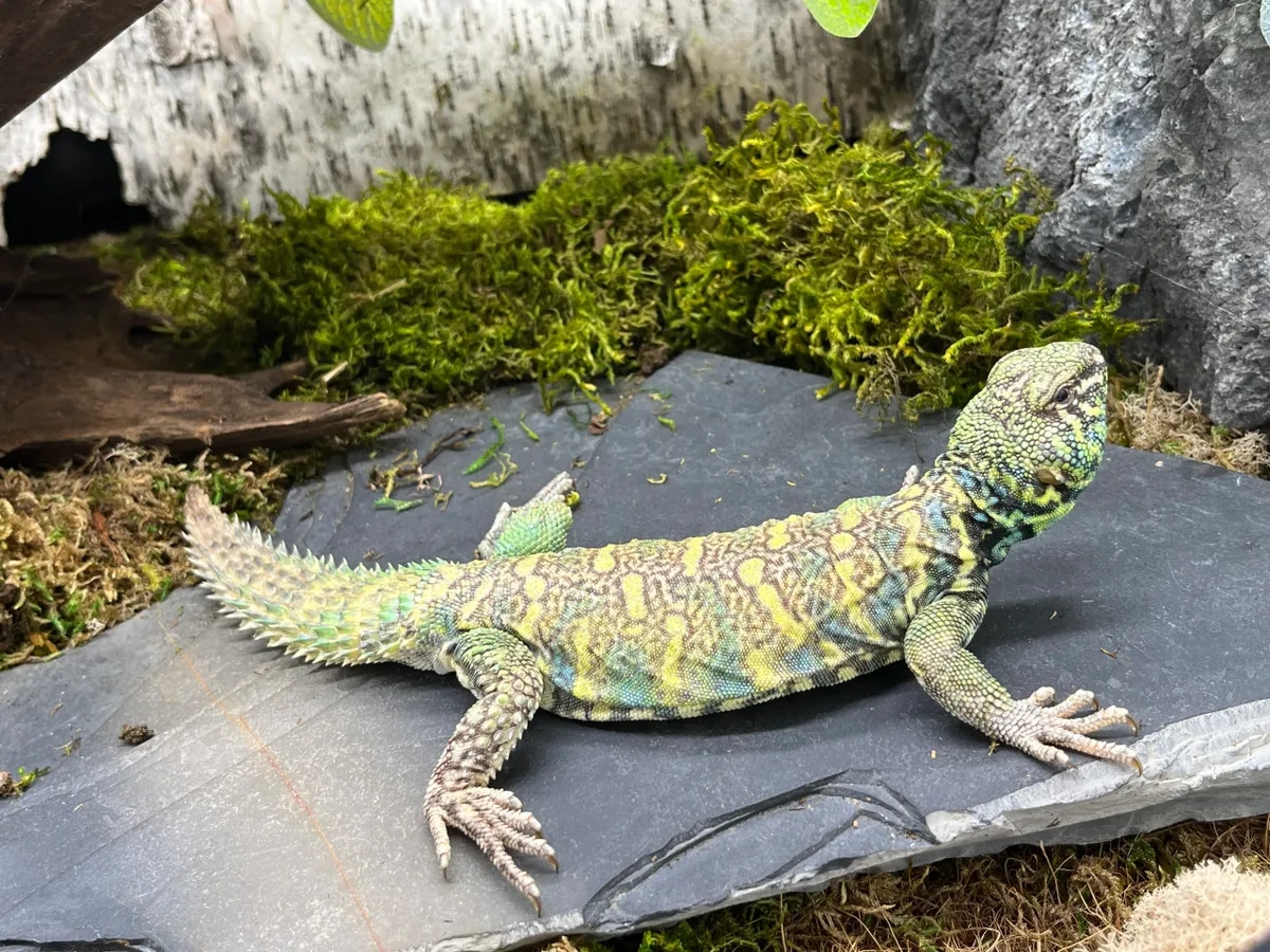 Ornate Uromastyx by Predators Reptile Center - MorphMarket