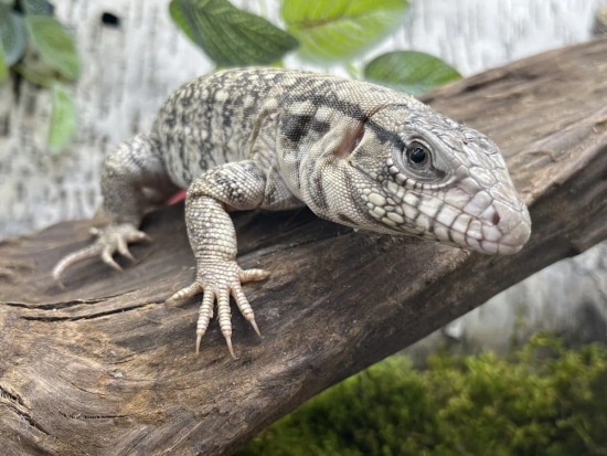 Red Anery Tegu Other Tegus by Predators Reptile Center