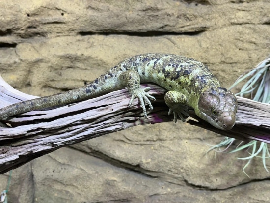 Monkey Tailed Skink Monkey-Tailed Skink by Predators Reptile Center