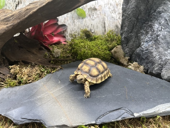 Sulcata Tortoise 10 Lot Free Shipping! by Predators Reptile Center