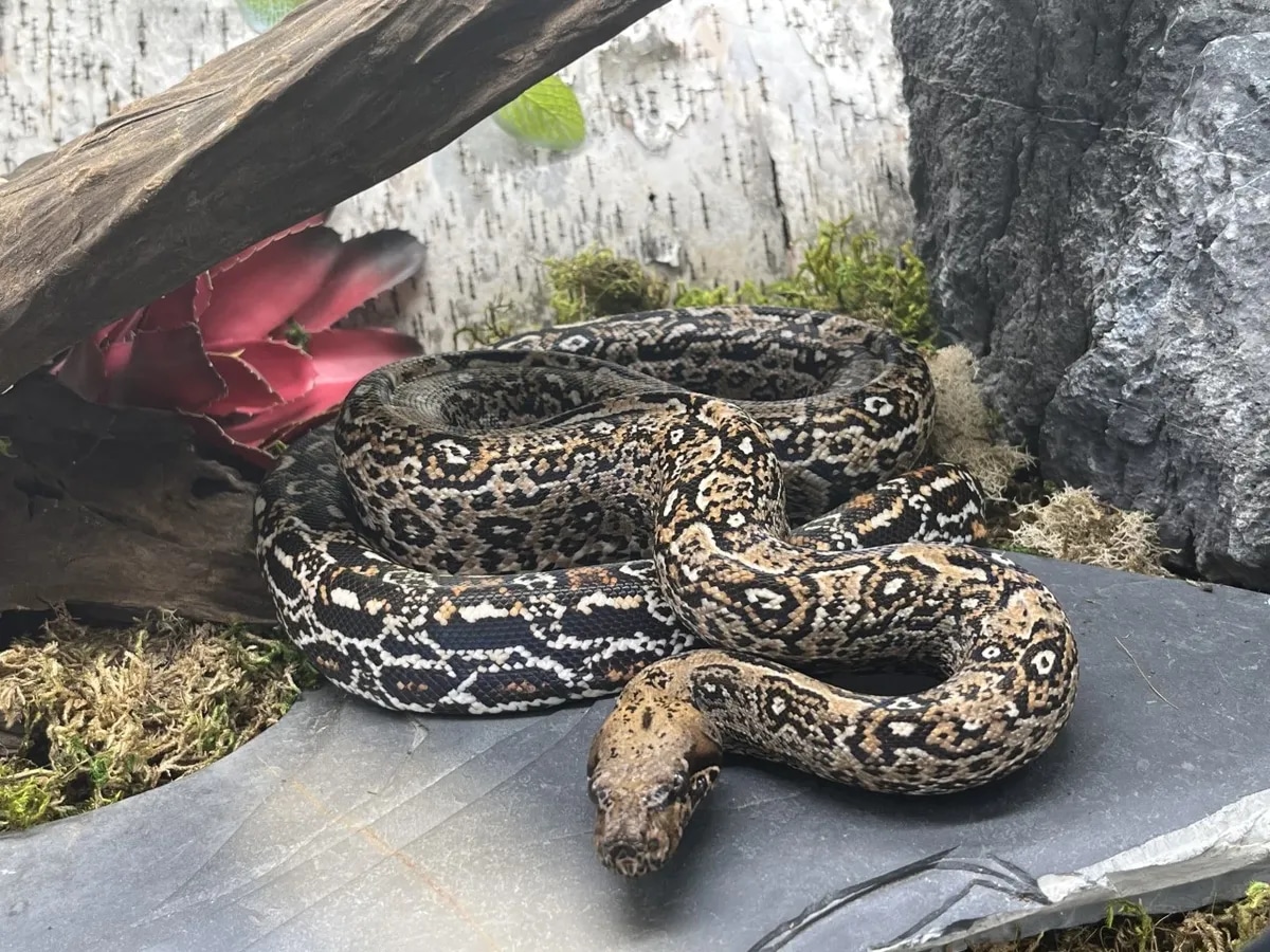 Leopard Boa Boa Constrictor by Predators Reptile Center - MorphMarket