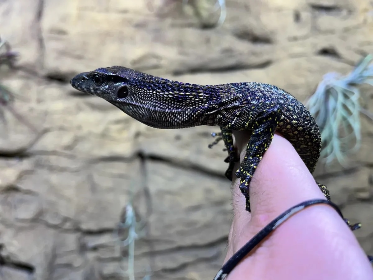 Roughneck Monitor Black Roughneck Monitor by Predators Reptile Center ...