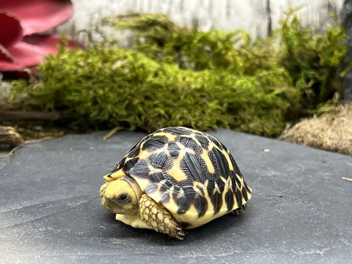 Burmese Star Tortoise