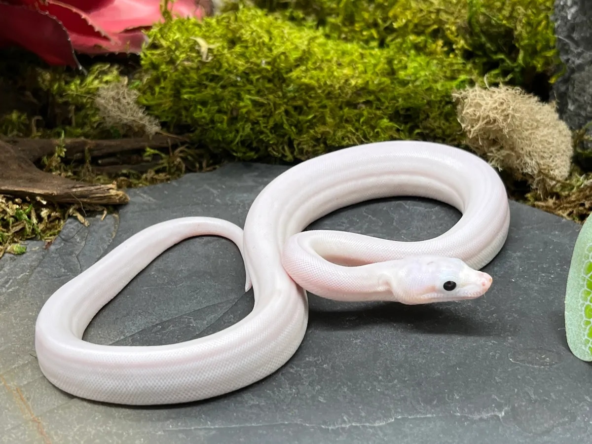 Super Fire Boa Boa Constrictor by Predators Reptile Center - MorphMarket