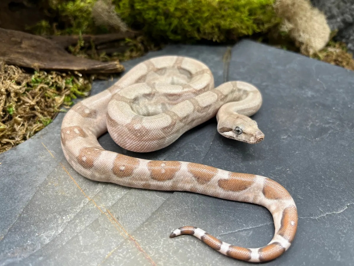 Burke T+ Fire Boa Boa Constrictor by Predators Reptile Center - MorphMarket