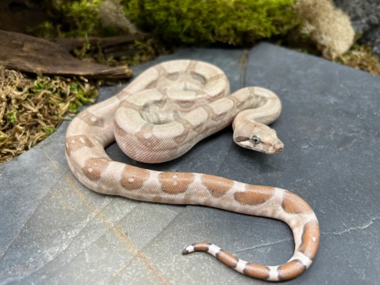 Burke T+ Fire Boa Boa Constrictor by Predators Reptile Center
