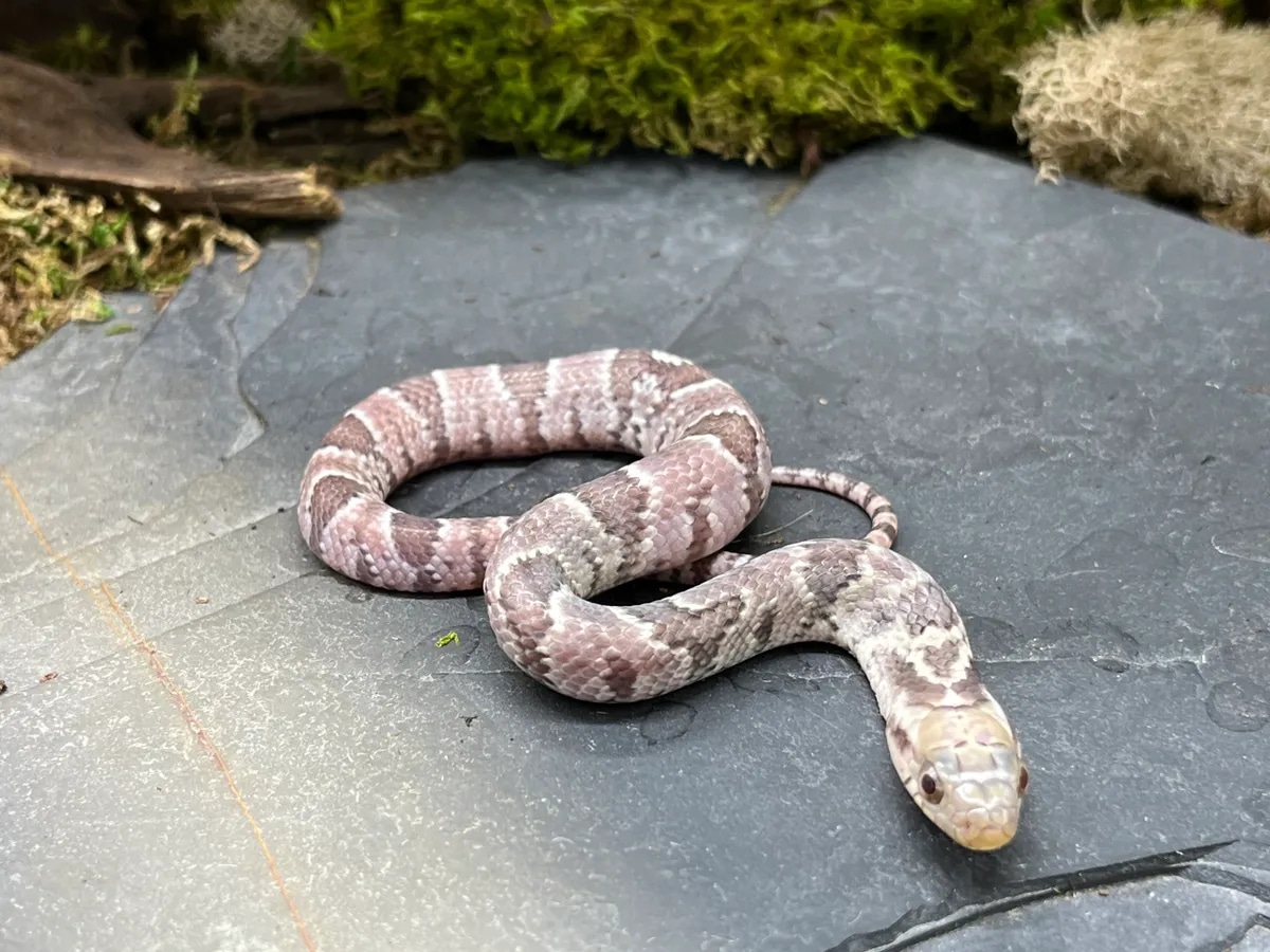 Lavender False Water Cobra More Colubrid by Predators Reptile Center ...