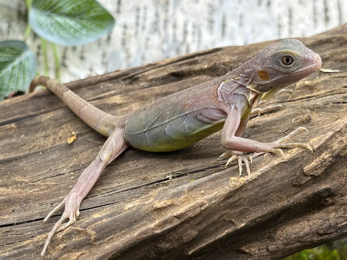 Purple Passion Zero Other Iguana by Predators Reptile Center - MorphMarket
